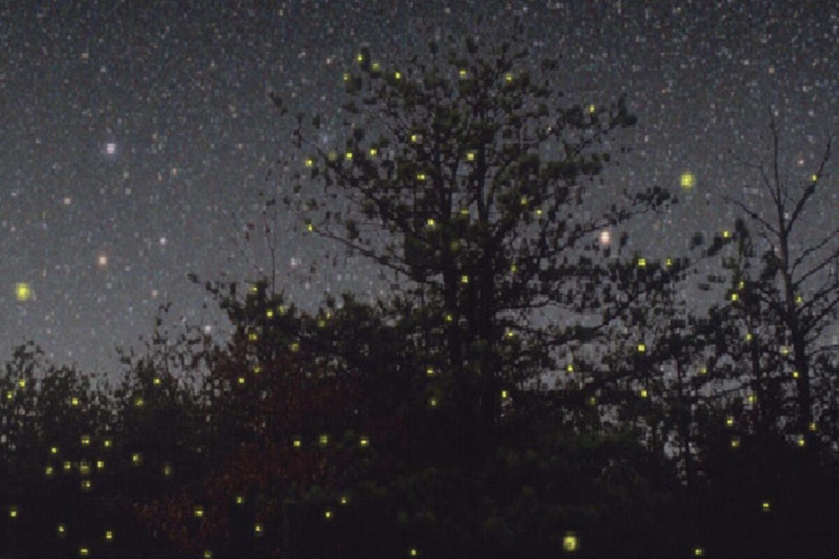 The Firefly Festival at High Bridge – an Illuminating Experience ...