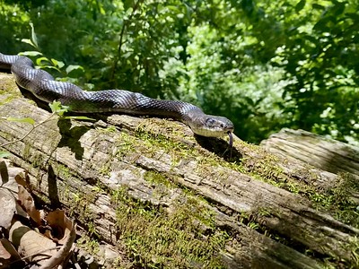 Sssnake Sssnack Attack - Visit Farmville